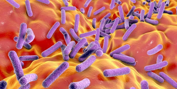 Microbiote intestinal : Découvrez son rôle et l'importance des probiotiques