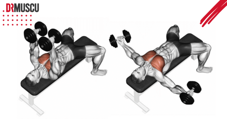 Développé couché haltères : exercice pour muscler vos pectoraux