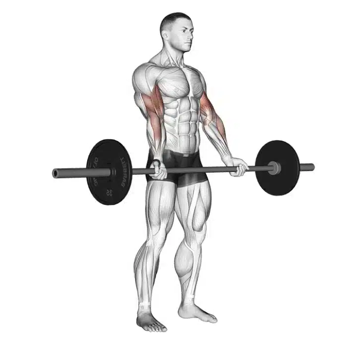 Exercise curl à la barre : nos conseils de coach