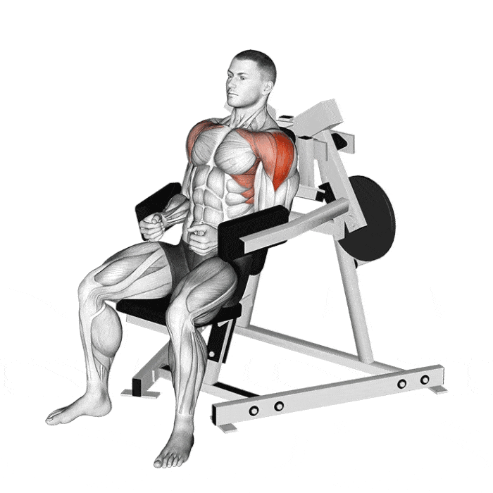 Élévations Latérales à la Machine : Comment Muscler ses épaules